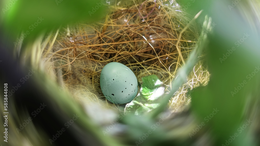 Finch Bird Eggs