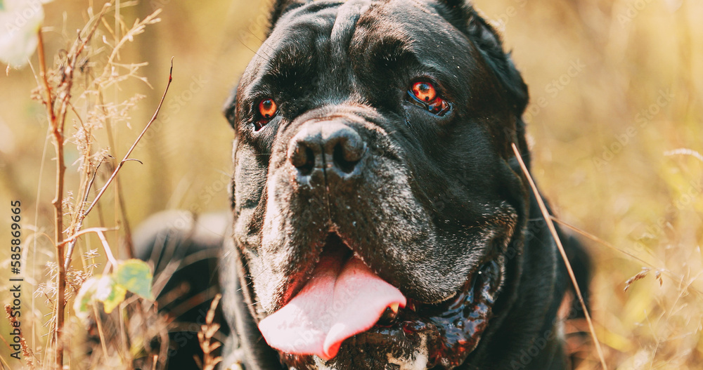 Black Cane Corso Dog. Big Dog Breeds. Close Up Portrait. Black Cane ...