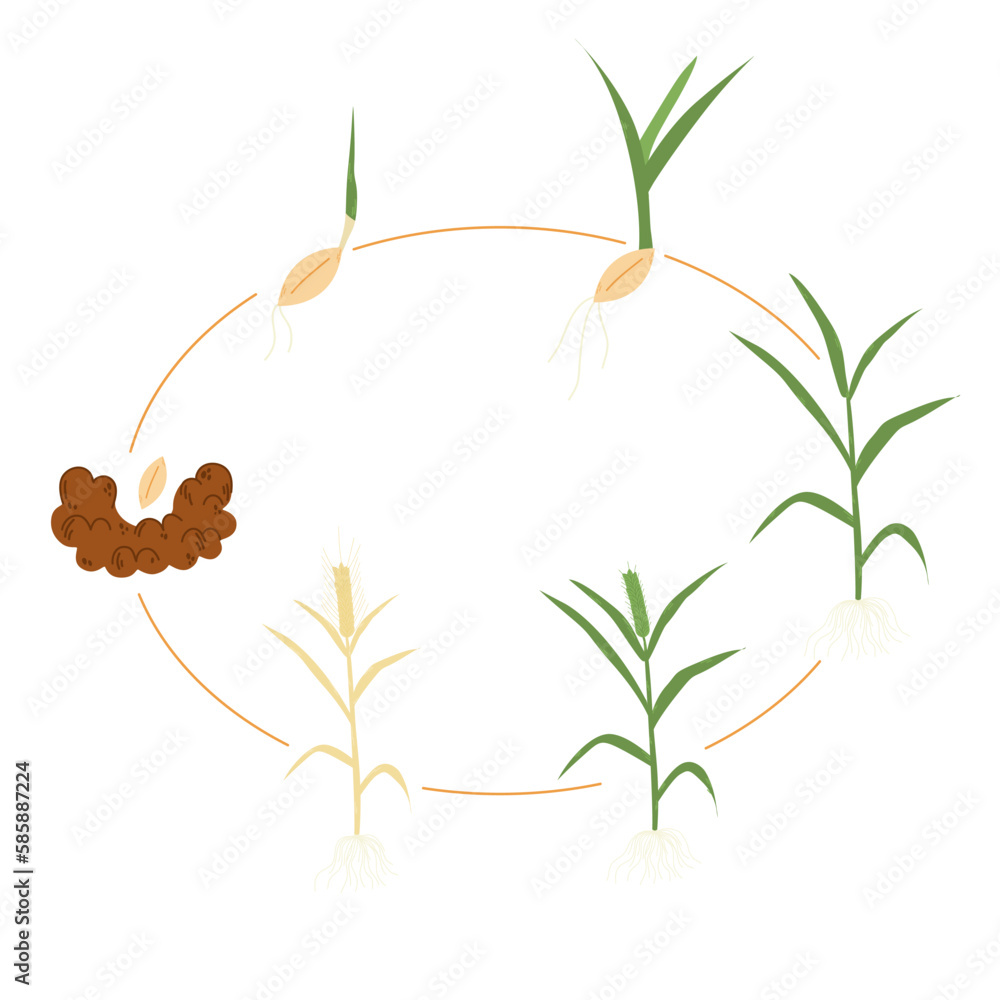 Stage of wheat growth.Process of development of seedlings of cereals ...