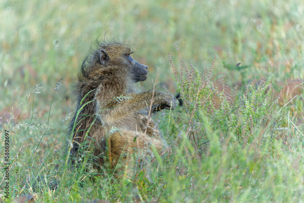 Chacma baboons (Papio ursinus), also known as the Cape baboon, hanging ...