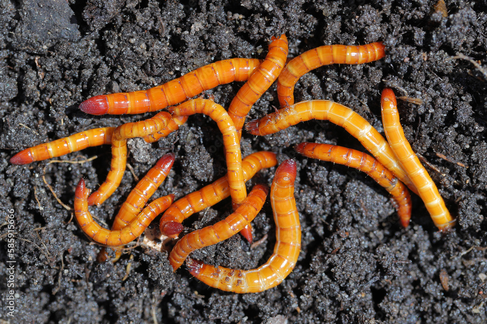 Plakát Wireworms, larvae of the click beetles (Elateridae) – Obraz na ...