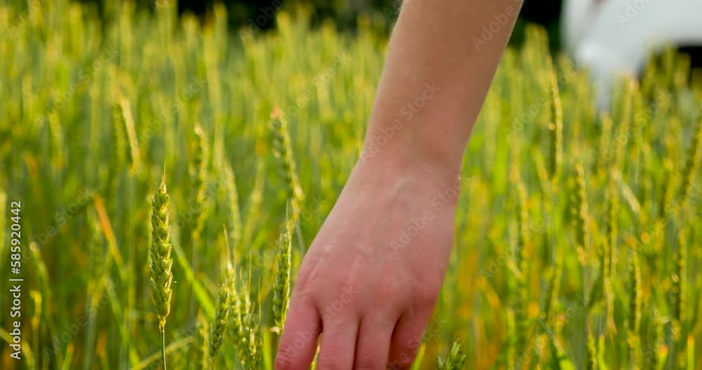 Wheat field hand woman - green lush colors. Young woman hand touching ...
