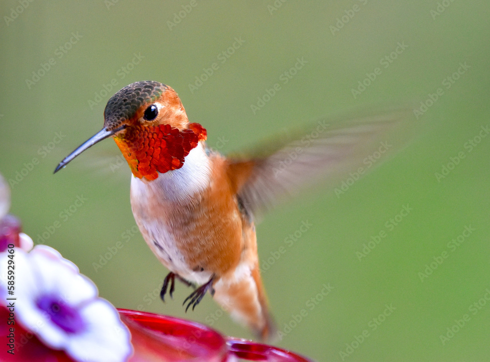 Beautiful brightly colored orange Allens Hummingbird landing on bird ...