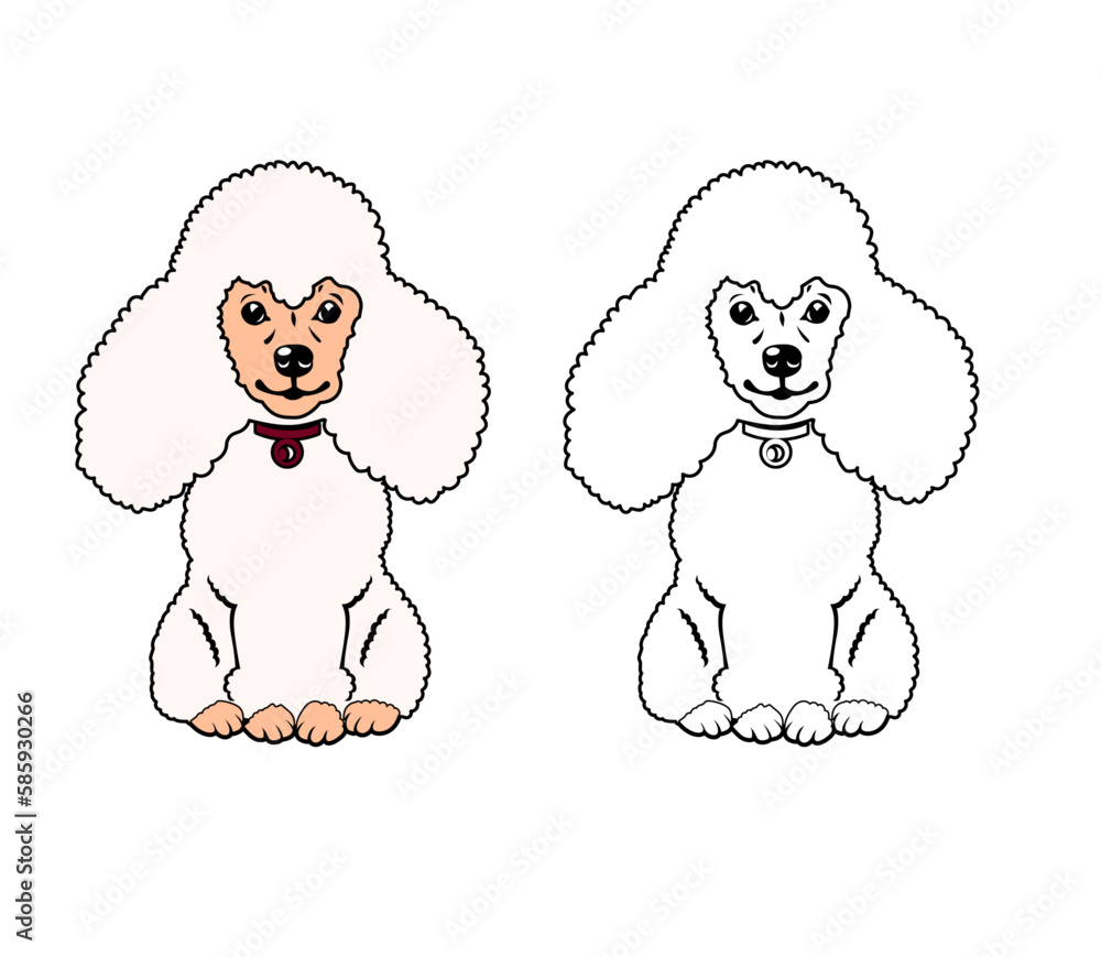 Miniature poodle sitting vector illustration line drawing with colors ...