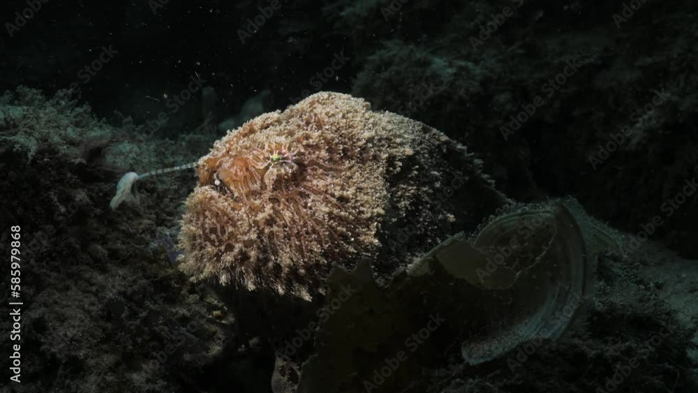 A frogfish Anglerfish displaying its worm like lure to attract prey ...
