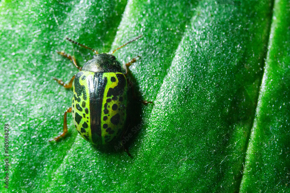 Insecto. Insecto verde alumninio manchas negras. Stock-Foto | Adobe Stock