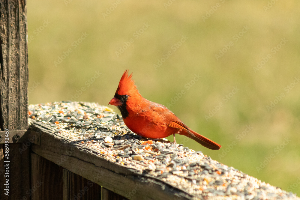 This pretty little male cardinal came to my deck railing the other day ...