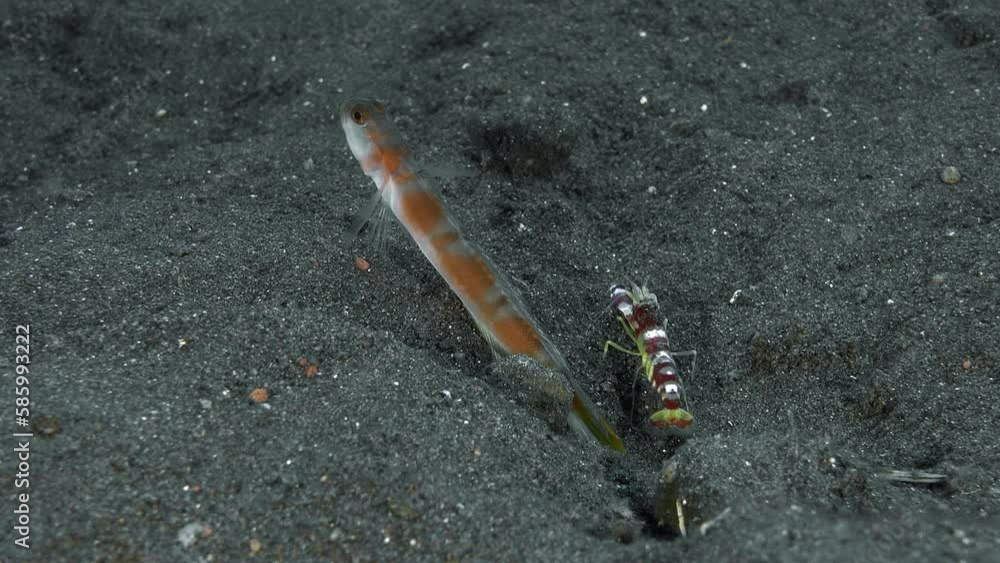 Flagtail Shrimpgoby (Amblyeleotris yanoi) 10 cm. ID: dorsal and anal ...