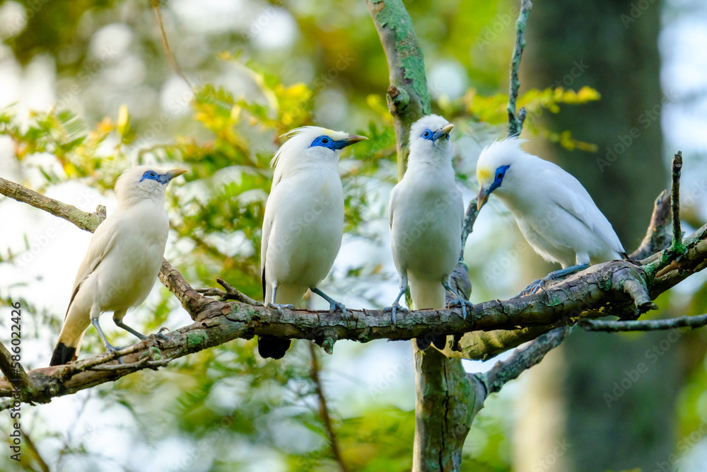 Bali Starling (Jalak Bali), Leucopsar rothschildi. Bali starling is ...