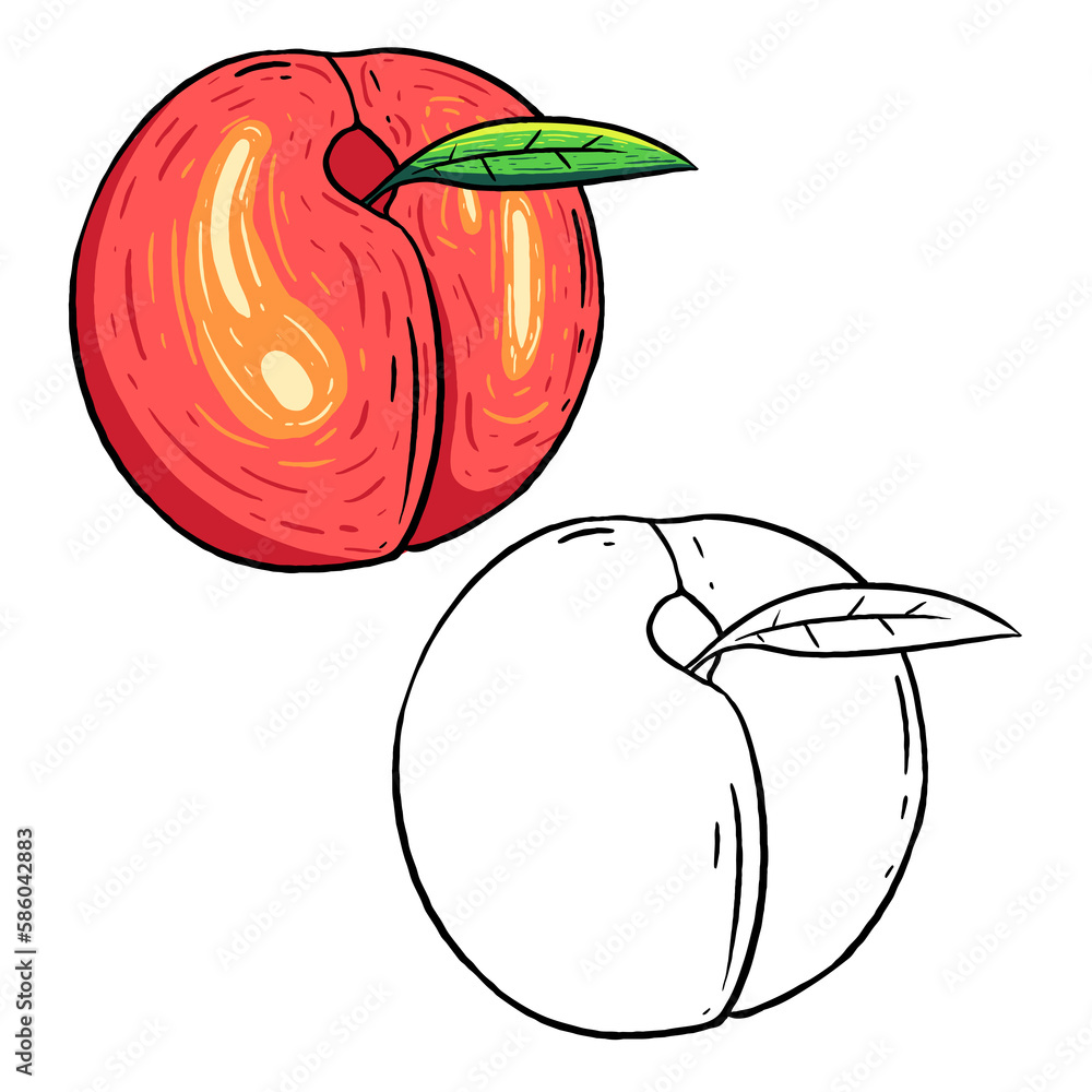 Peach vector illustration. Perfect for practicing coloring, drawing ...