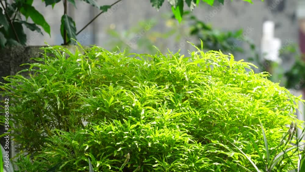 Euodia Ridleyi (califa, Golden false aralia, brokoli kuning) plant ...