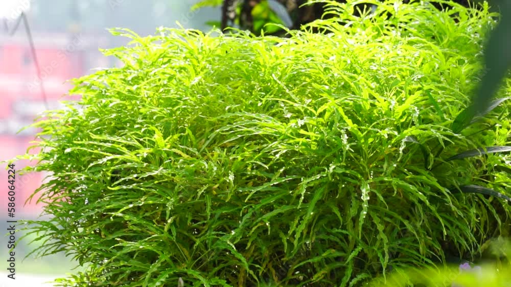 Euodia Ridleyi (califa, Golden false aralia, brokoli kuning) plant ...