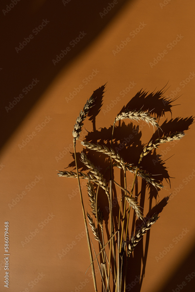 Dried rye, wheat stems on orange color background with copy space. Warm ...