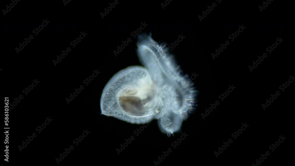 Larva-veliger sea snail under a microscope, phylum Mollusca, possibly ...
