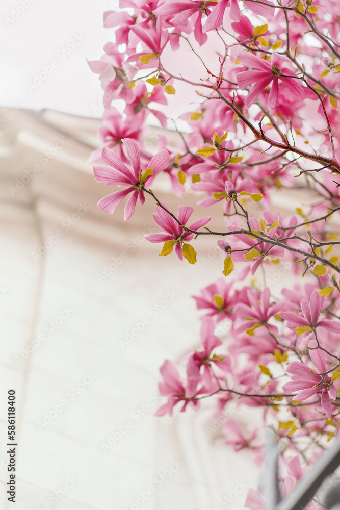 Pink magnolia tree blooming in spring, pink aesthetic, story background ...