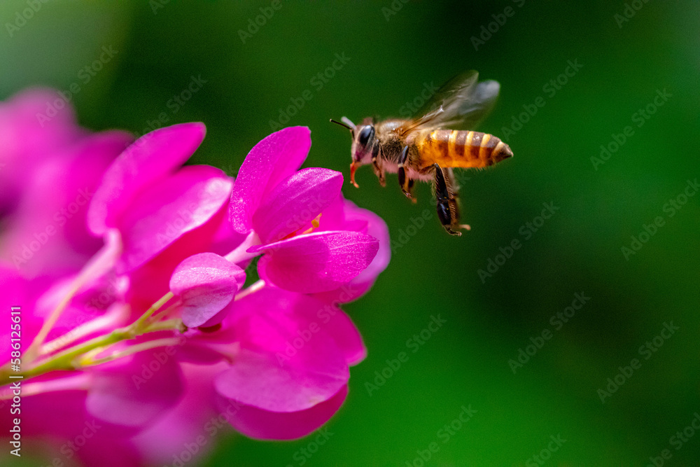 A honey bee (also spelled honeybee) is a eusocial flying insect within ...