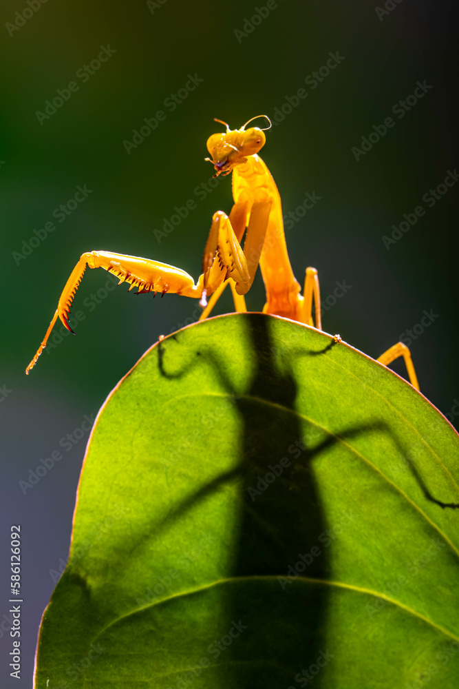 Hierodula membranacea is a large praying mantis, sharing its common ...
