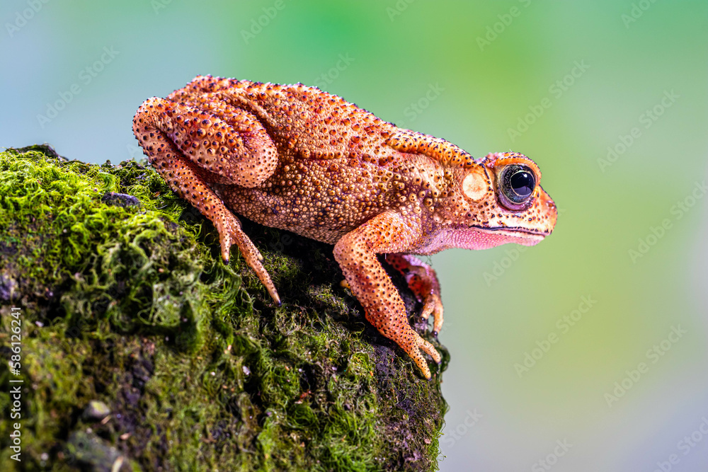 Duttaphrynus melanostictus is commonly called Asian common toad, Asian ...