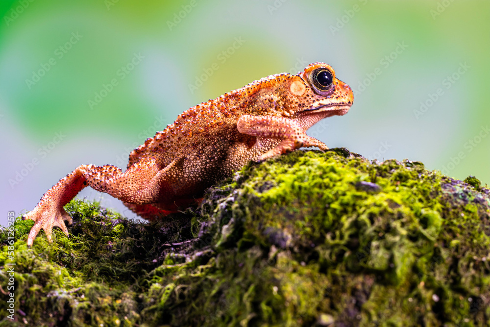 Duttaphrynus melanostictus is commonly called Asian common toad, Asian ...