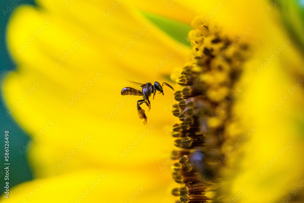 Trigona is one of the largest genera of stingless bees Stock Photo ...