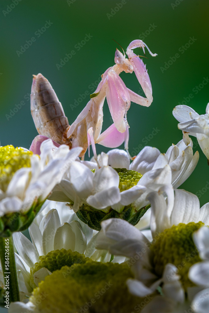 Hymenopus coronatus is a mantis from the tropical forests of Southeast ...