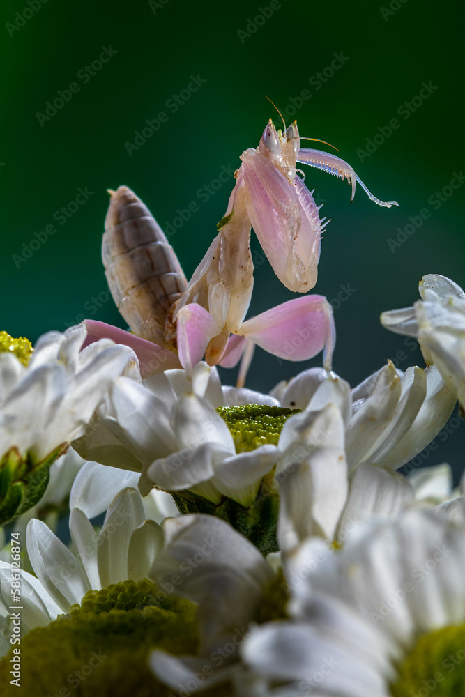 Hymenopus coronatus is a mantis from the tropical forests of Southeast ...