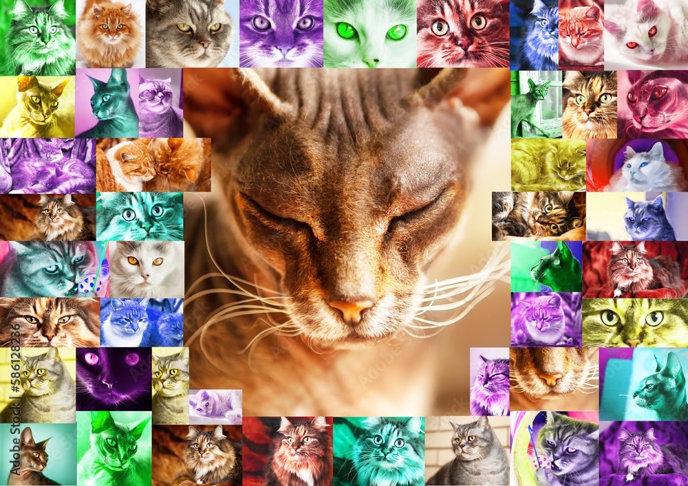A frame of many photos of cats toned in different colors, in the center ...