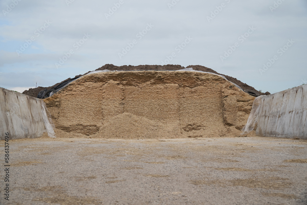 Low angle front view of an opened maize silage pit on a dairy farm with ...