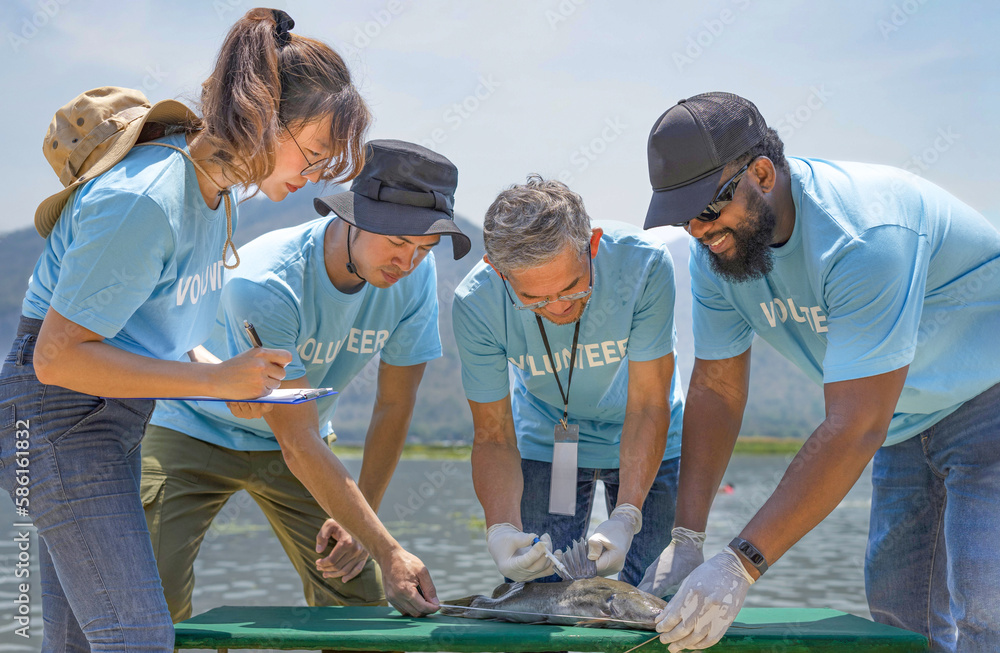 volunteers led by a biologist injecting microchips to reproduce fish by ...