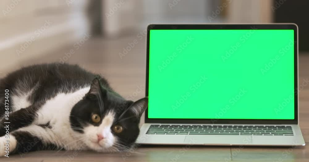 4k footage cat near green screen laptop monitor at home interior ...