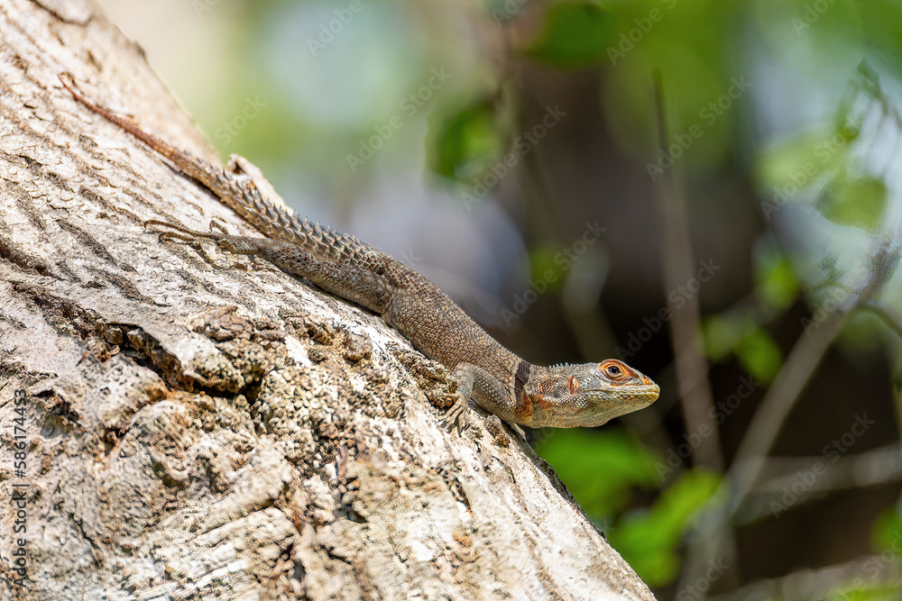 Cuvier's Madagascar swift (Oplurus cuvieri), knows as Madagascan ...