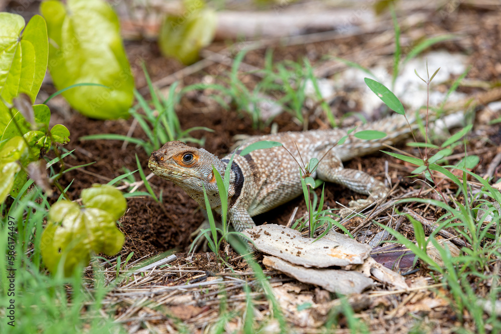 Cuvier's Madagascar swift (Oplurus cuvieri), knows as Madagascan ...