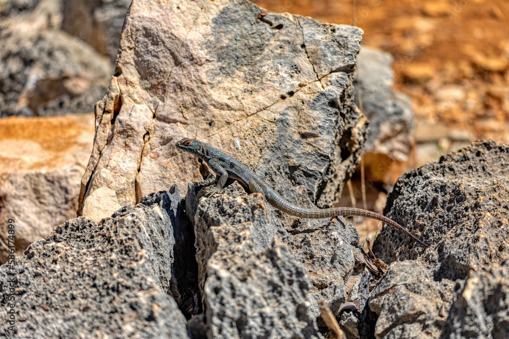 Oplurus quadrimaculatus, Dumeril's Madagascar Swift or Madagascar ...