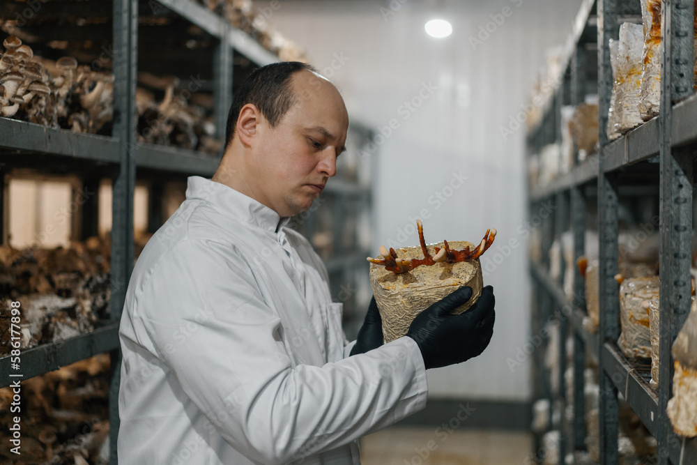 A mycologist from a mushroom farm grows Ganoderma lucidum mushrooms a ...