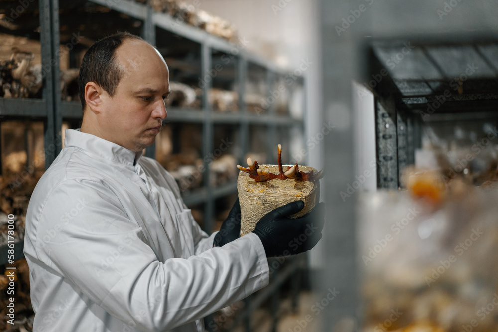 A mycologist from a mushroom farm grows Ganoderma lucidum mushrooms a ...