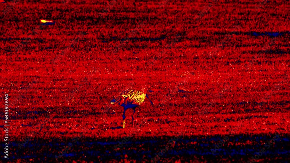 Why do birds have a long and curved beak. To dig into the ground ...