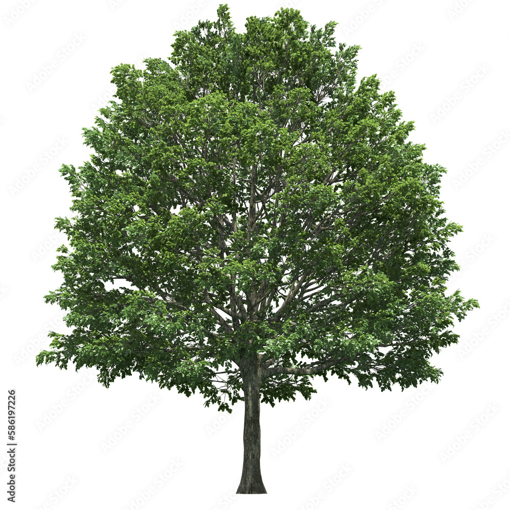 Real Tree Cliparts, tree overlays png, Realistic Look Green Tree ...