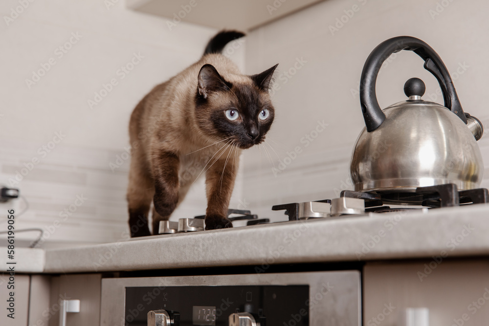 Foto de Siamese cat confidently walks near a kitchen gas stove. Cat at ...