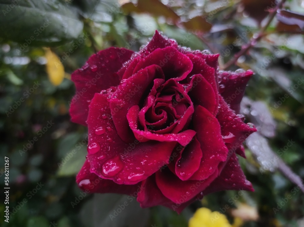 Rosa 'Mister Lincoln' or 'Mr. Lincoln', is a dark red Hybrid tea rose ...
