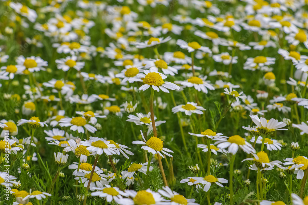 Daisy is the common name given to plant species from different genera ...