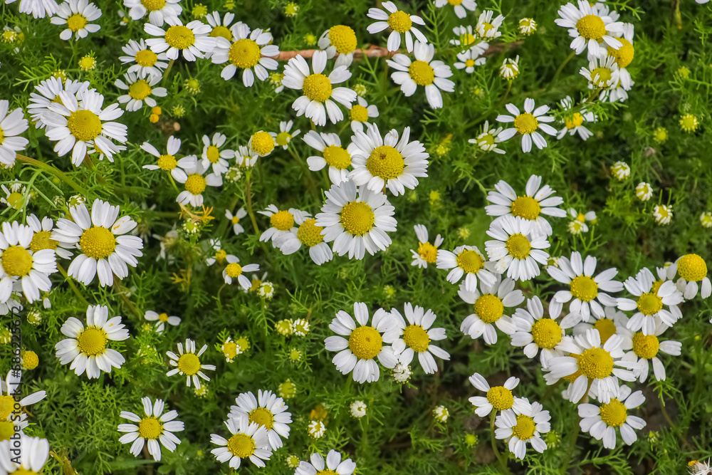 Daisy is the common name given to plant species from different genera ...
