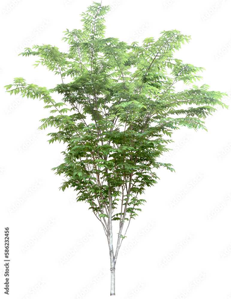Real Tree Cliparts, tree overlays png, Realistic Look Green Tree ...