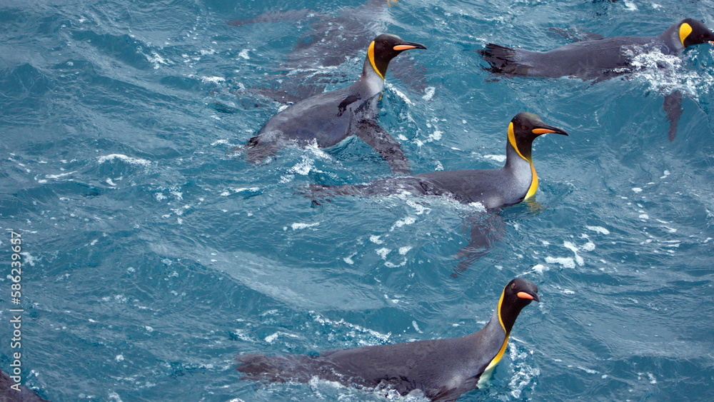Raft of King penguins (Aptenodytes patagonicus) swimming in the ...