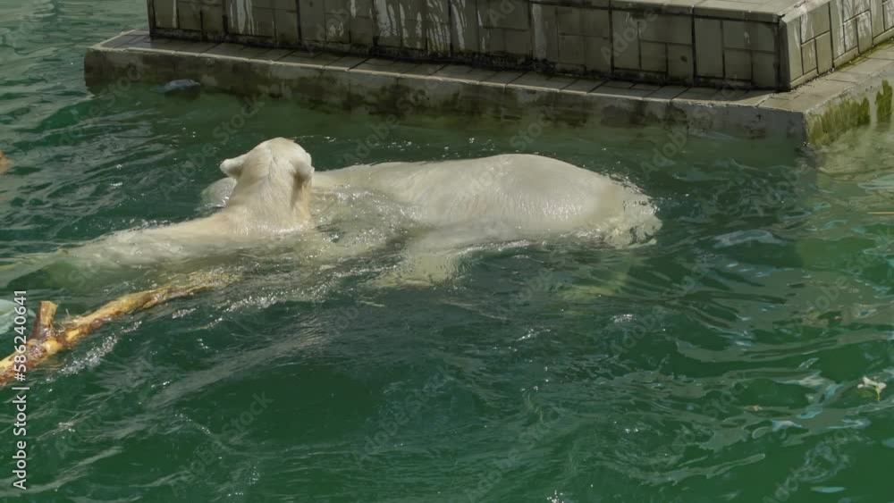Polar bear mom playing with his cub on the water. Polar bears swimming ...