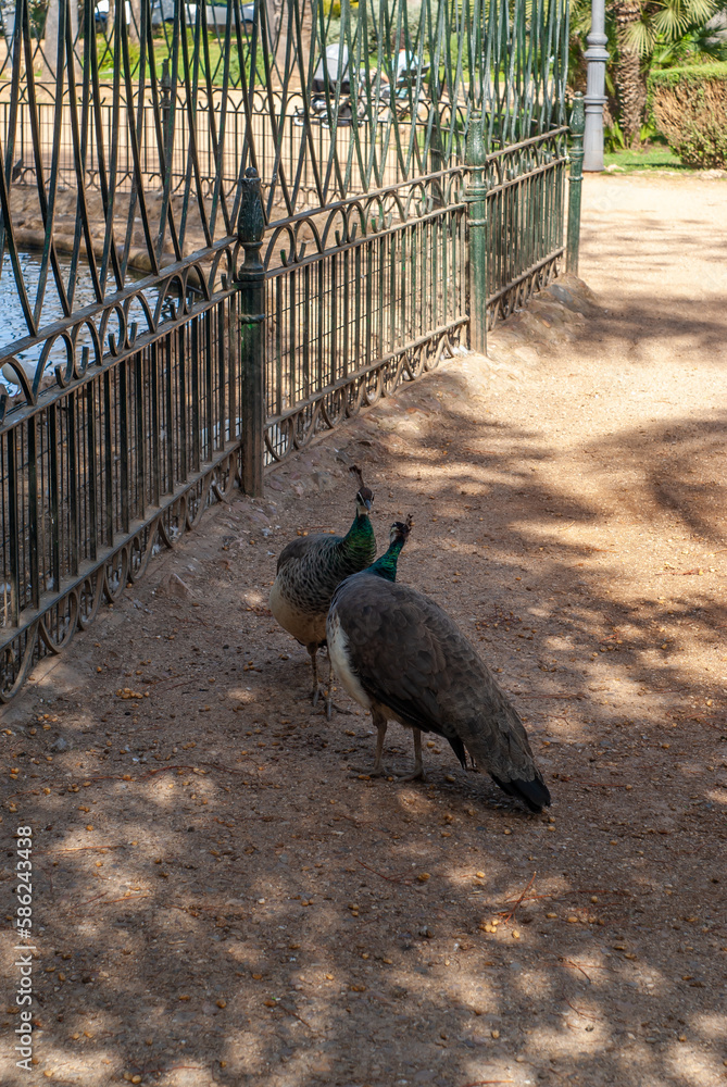 Pavo cristatus o pavo real. Pareja de pavos reales en un parque. foto ...