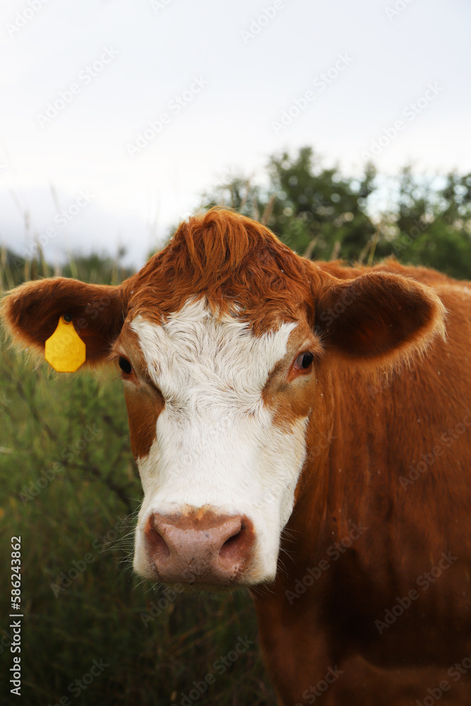 Hereford cow. Bovine breed. Brown and white cow grazing in the field ...