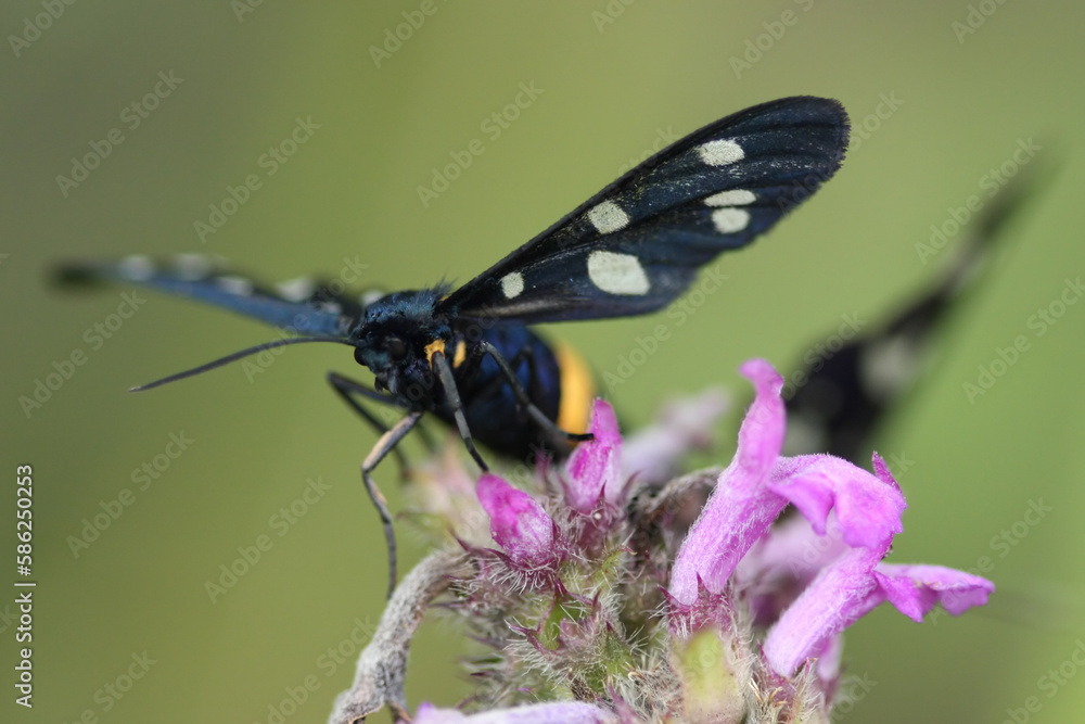 Butterfly Syntomis phegea or Amata phegea sits on a small flower, close ...