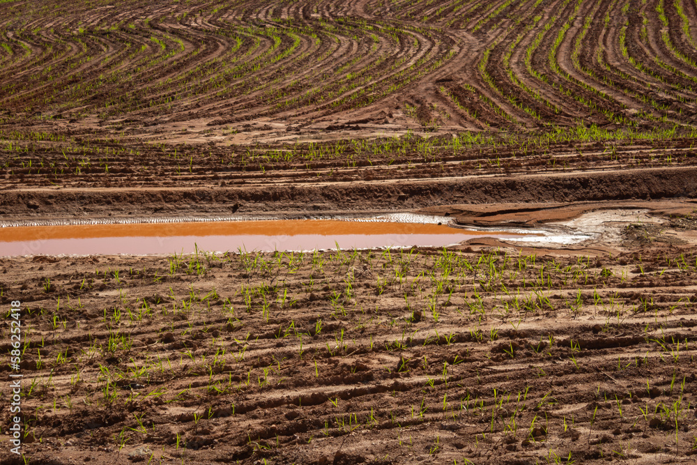 Detalhe de plantação úmida e recém plantada e regada, brotando do solo ...