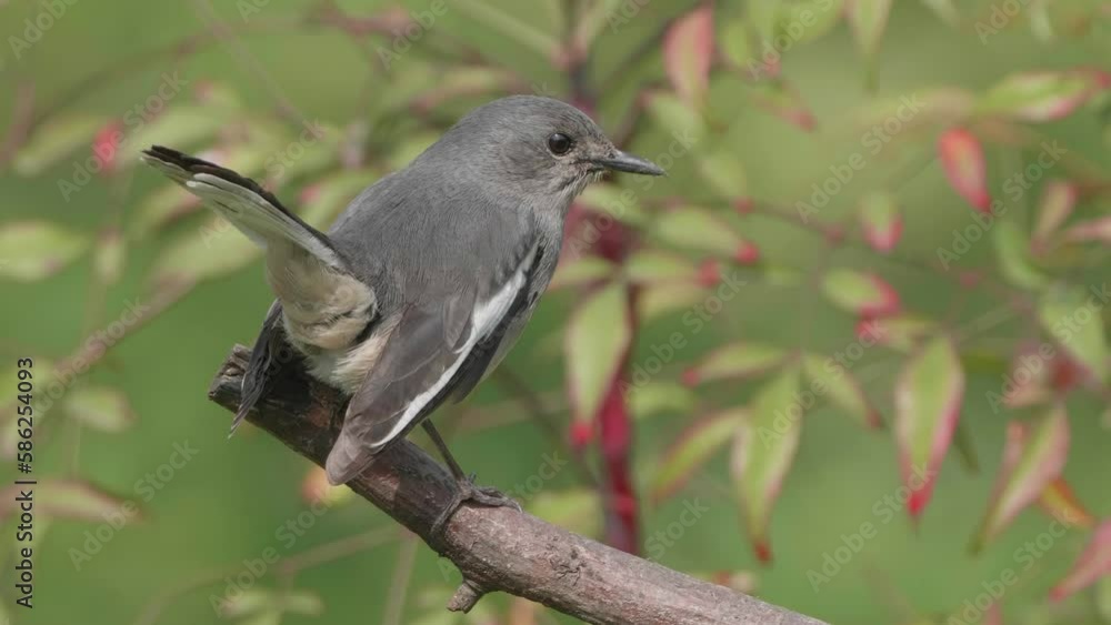 Close up of Copsychus saularis, small gray bird with white wings ...