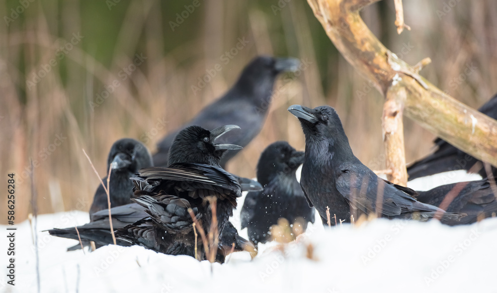 Common Raven - group of birds in early spring at a wet forest Stock 写真 ...